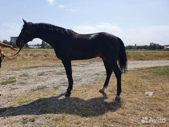 Вороной жеребец