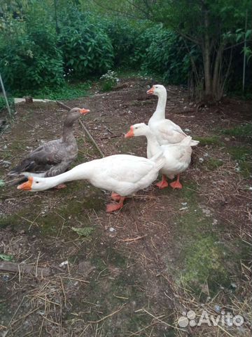 Домашняя птица