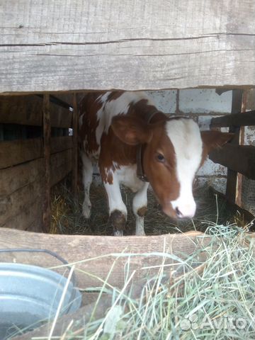 Продам телочку