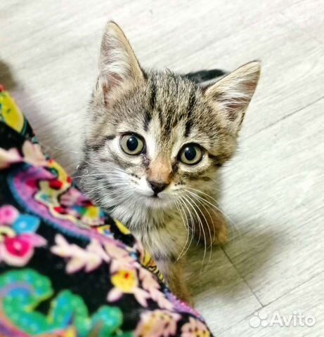 Котик Тишка