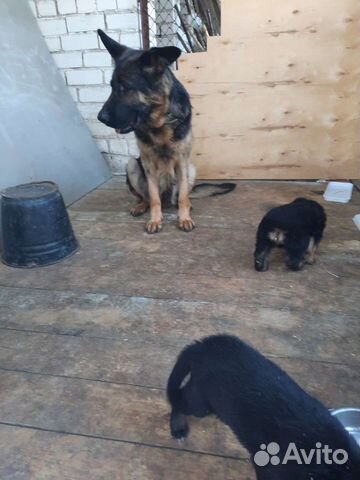 Щенки немецкой овчарки