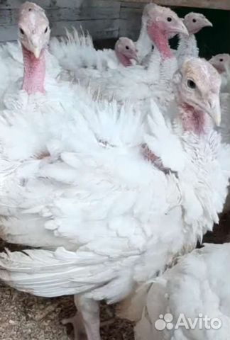 Индюшка Хайбрид Конвертер