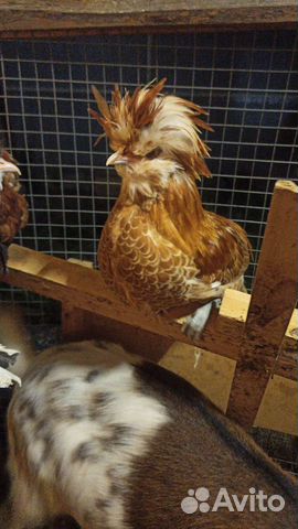 Куры Падуаны Петушки