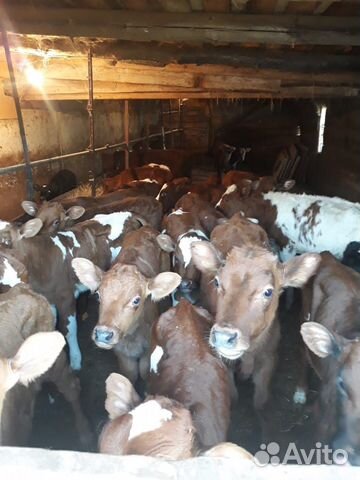 Бычки на откорм смесь с симменталом