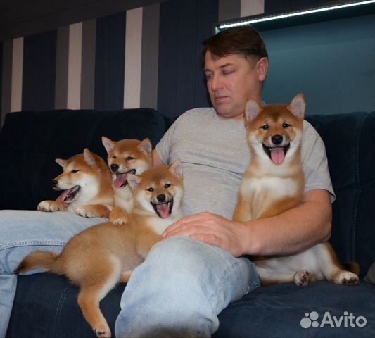 Сиба ину питомник