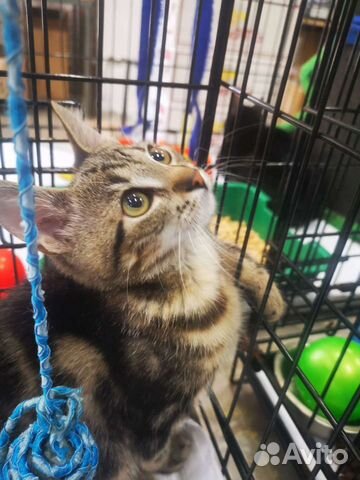 Котенок Бублик