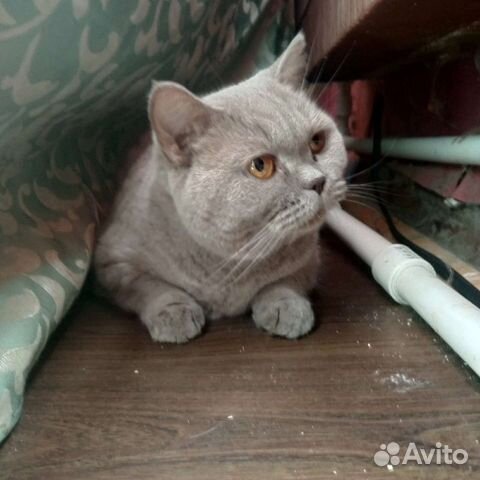 Британская кошечка Дуся