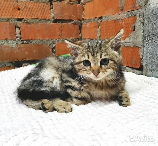 Милый. мраморный мурчик - котенок в дар