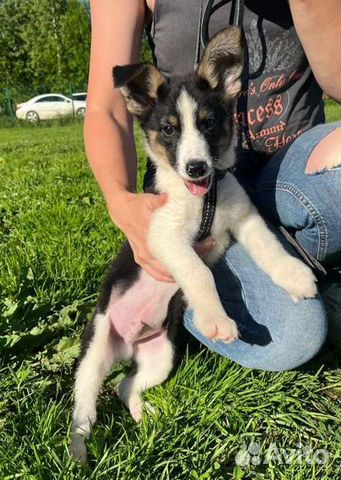 Щенок из приюта Джонни ищет дом