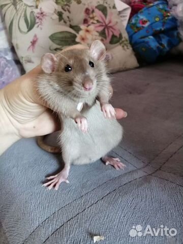 Крыса крыска мальчик дамбо