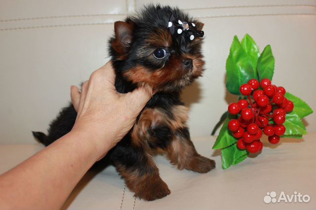 Мини пупсик, бебик, мальчик йорик 2 мес