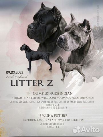 Щенки кане корсо москва и московская область