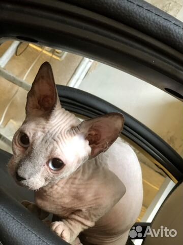 Канадский сфинкс бамбино