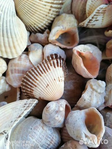 Камни и ракушки для аквариума