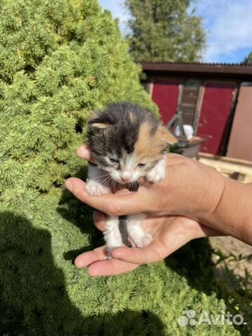 Котята в добрые руки бесплатно