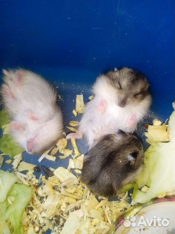 Джунгарский хомяк