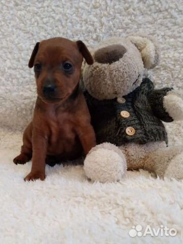 Щенок цвергпинчер