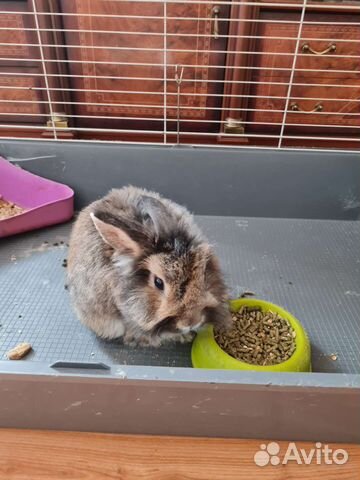 Львиноголовый кролик