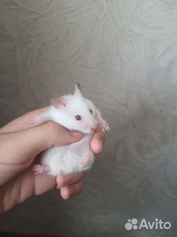 Джунгарский хомяк