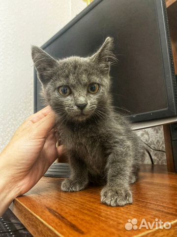 Котёнок метис