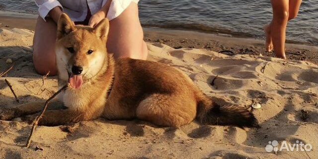Щенки сиба ину