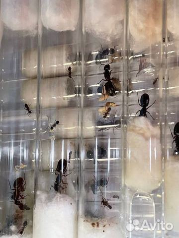 Муравьи Camponotus Herculeanus