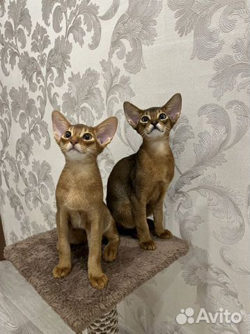 Абиссинские котята