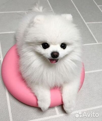 Щенки померанского шпица медвежьего типа