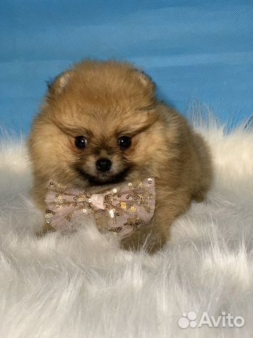 Мини мальчик оранж померанский шпиц