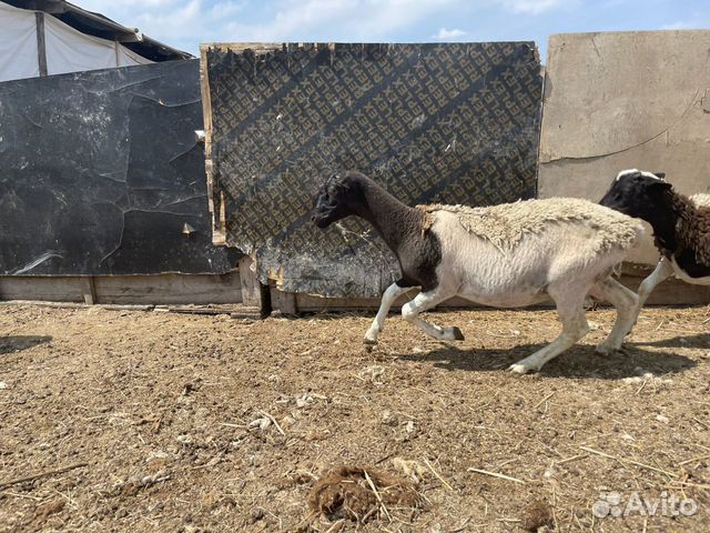 Дорпер баранчики