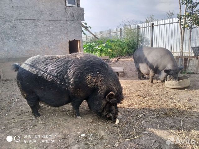 Вьетнамский вислобрюхий хряк