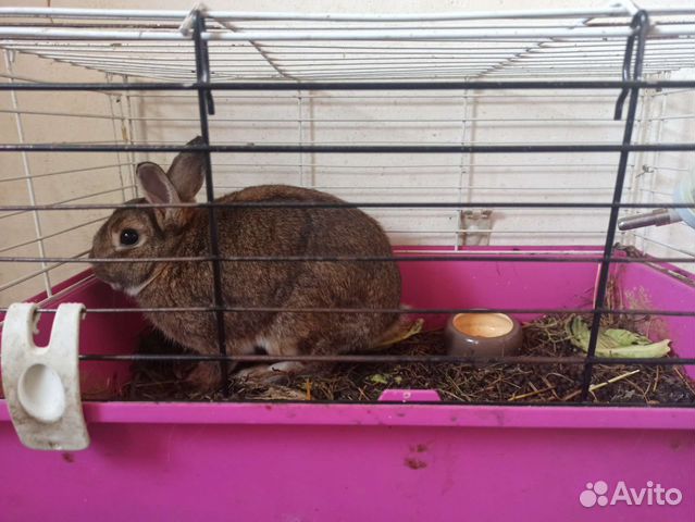 Декоративный кролик