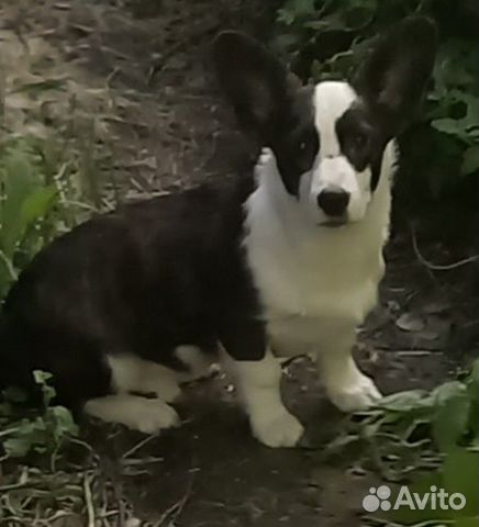 Продам корги