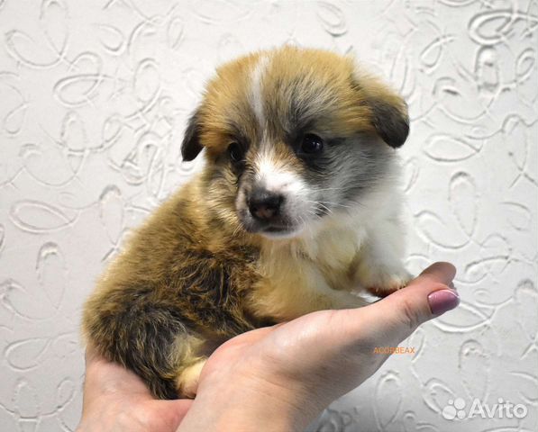 Щенки корги пемброк