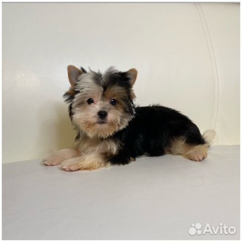 Бивер йорк мальчик не крупный чёрный