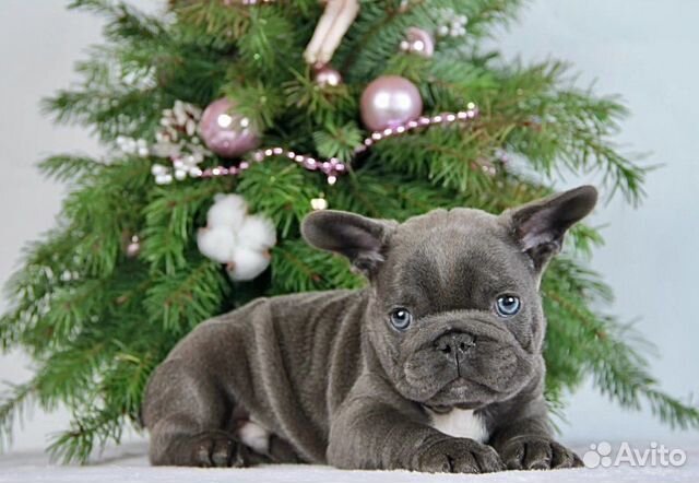 Мини парень в шикарном качестве