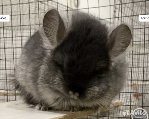 Шиншилла мальчик