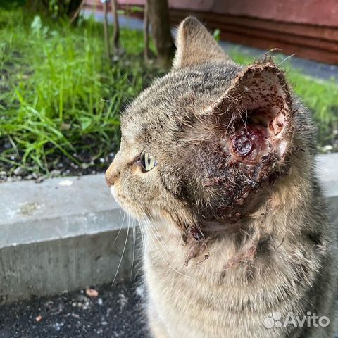 Кот в беде