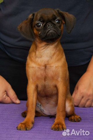 Пти брабансон