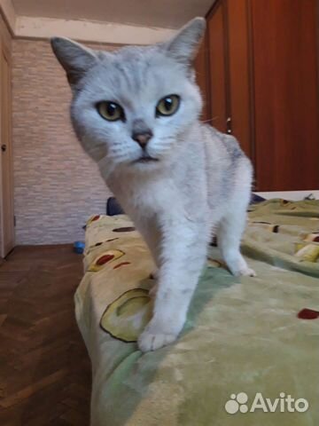 Ласковая кошка,британка,ищет дом