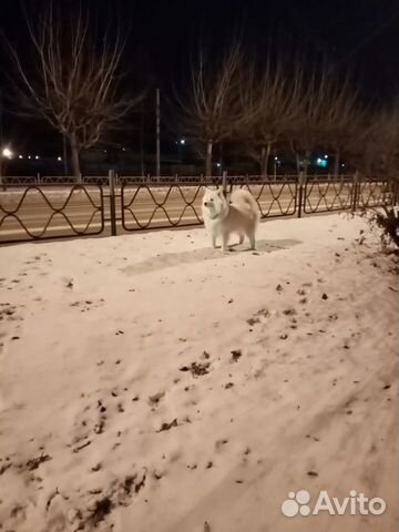 Самоед девочка в поисках жениха