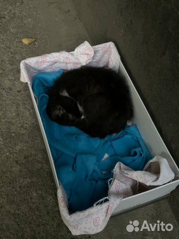 Нужна помощь котёнку