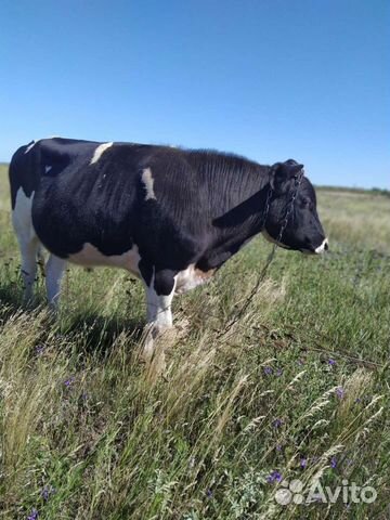 Продажа крс