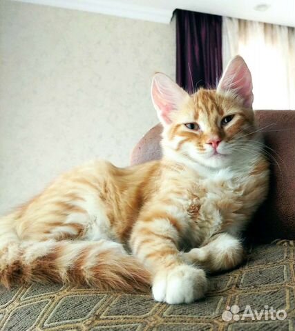 Кот царской породы