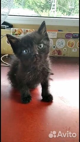 Котяткики в добрые руки