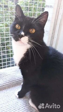 Котик Василек