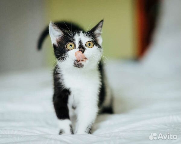 Касенька в дар в добрые руки