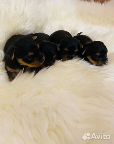 Йоркширский терьер щенки