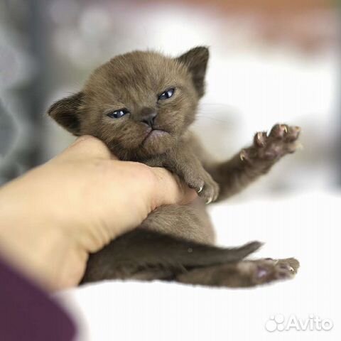 Бурманская кошечка соболь