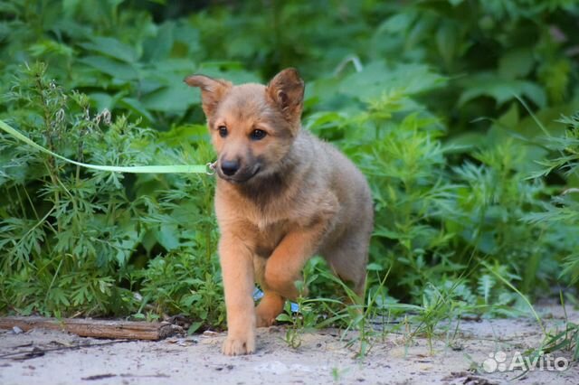 Шера ищет дом